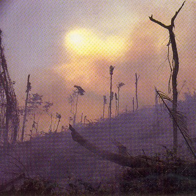 A Década Da Destruição Ep 4 Nas Cinzas Da Floresta Mostra