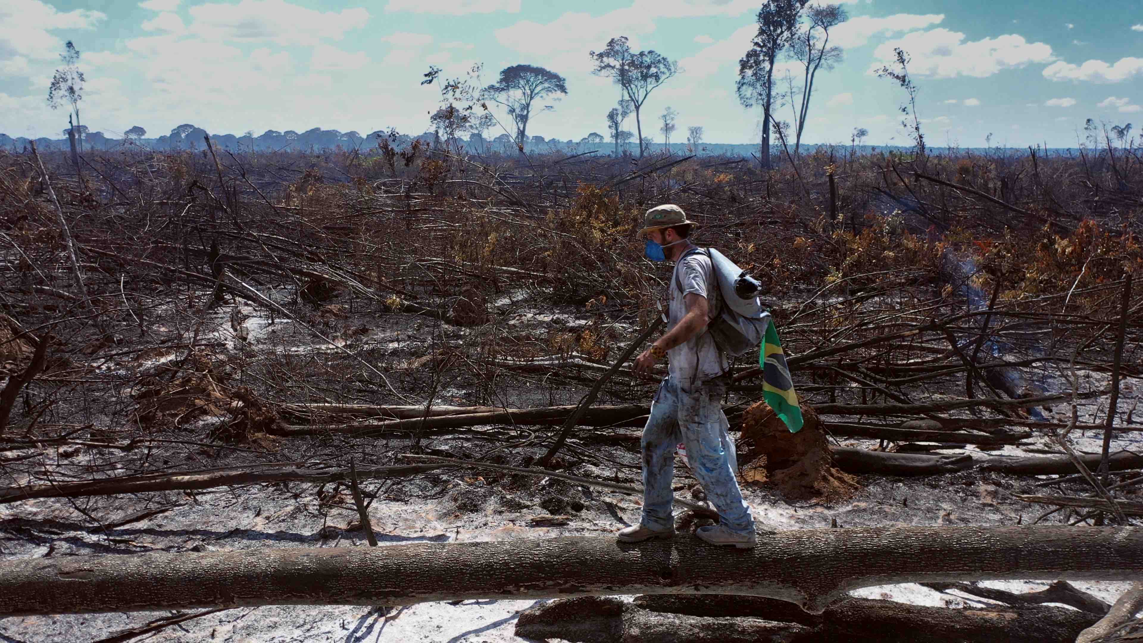 Cinzas Da Floresta Mostra Ecofalante De Cinema